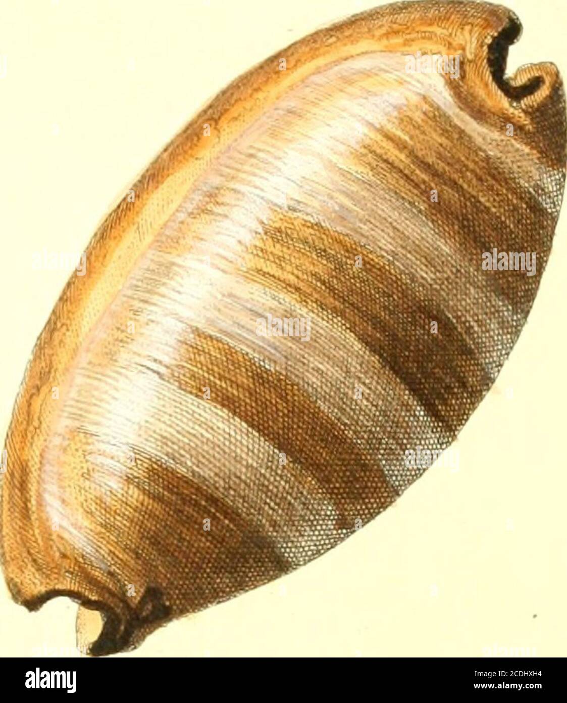 . Vergnügen der Augen und des Gemüths : in Vorstellung einer ...