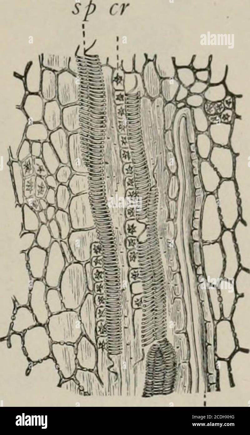 . The microscopy of vegetable foods, with special reference to the ...