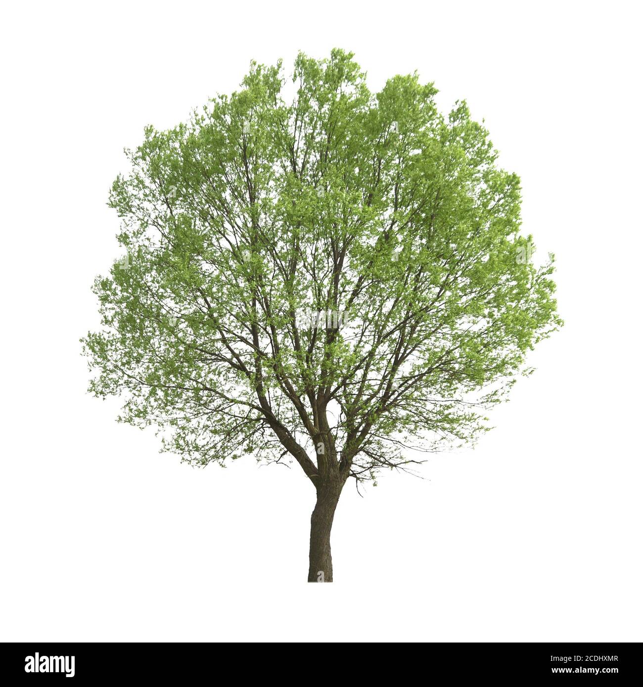 Tall tree isolated Cut Out Stock Images & Pictures - Alamy