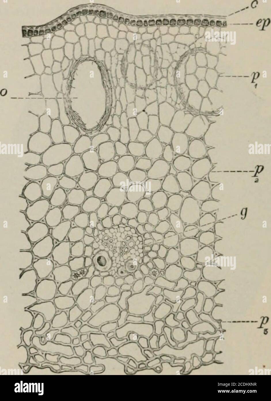. The microscopy of vegetable foods, with special reference to the ...