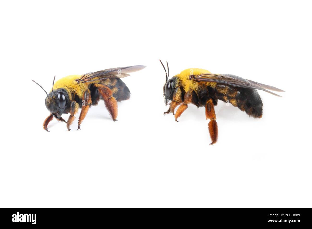 Buzz the bee hi-res stock photography and images - Alamy