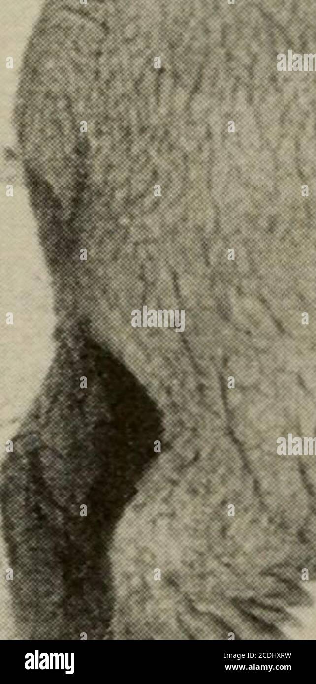 . Sheep management, breeds and judging for schools; a textbook for the ...