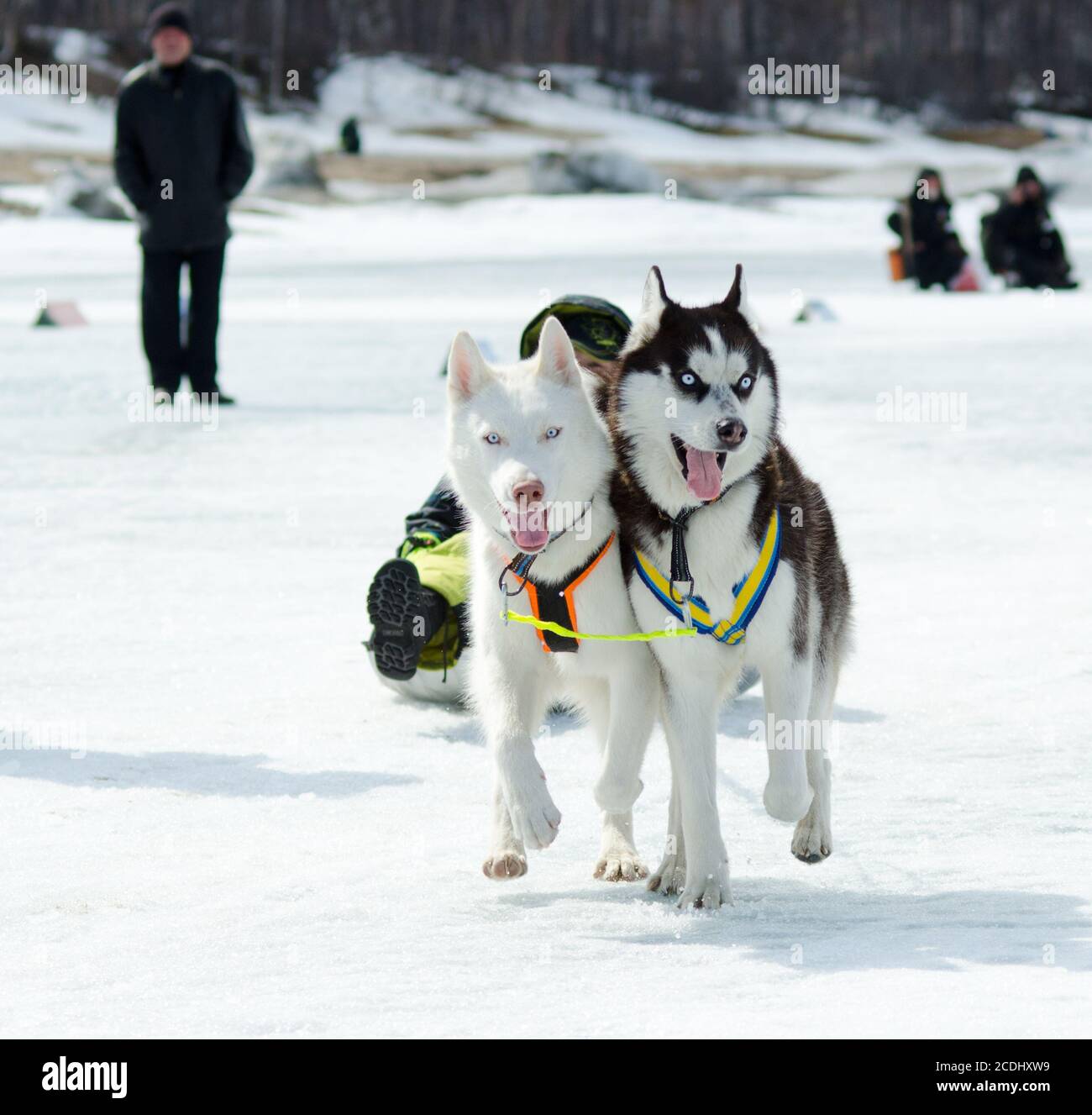Mushing at Baikal Fishing 2012 Stock Photo - Alamy