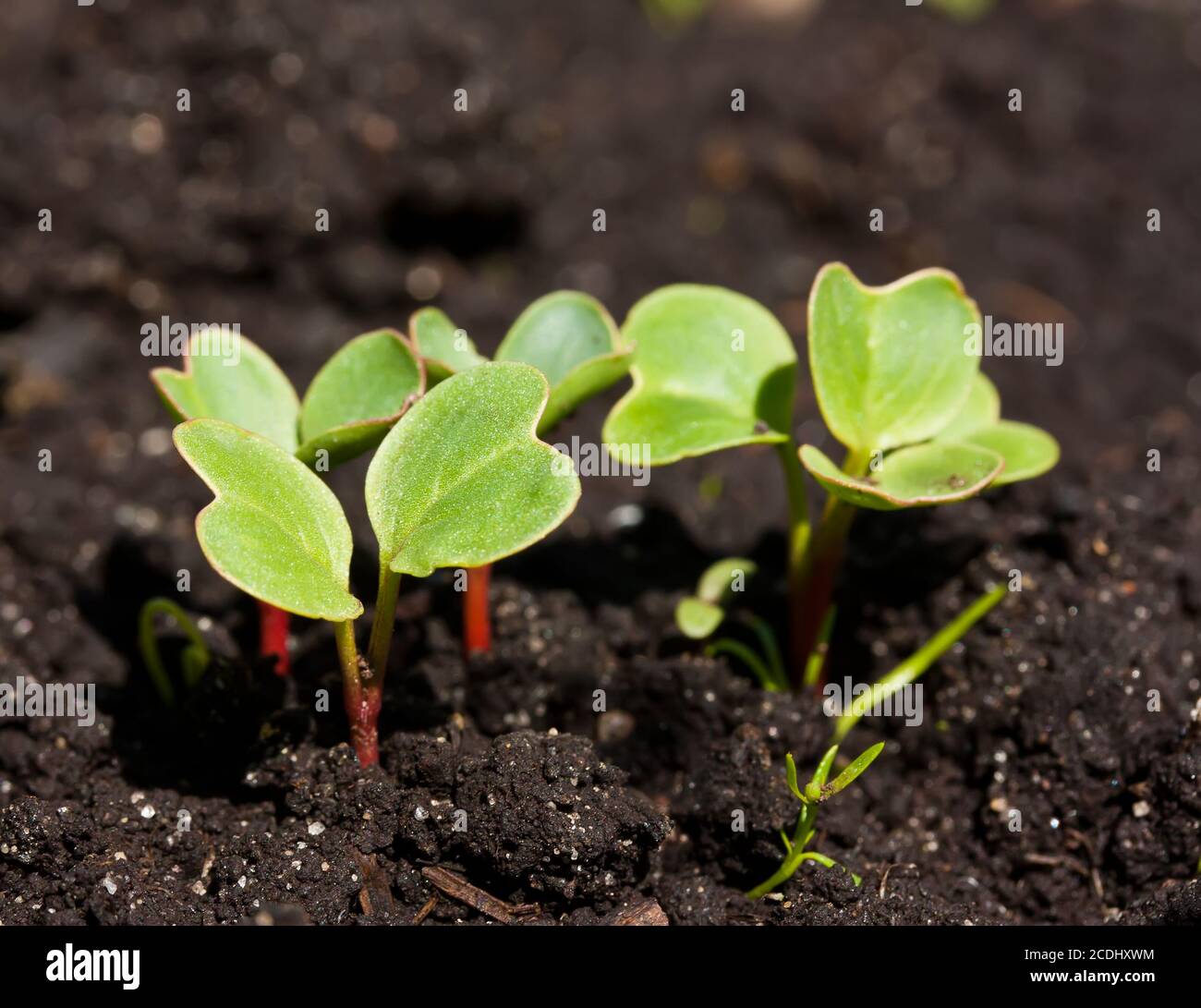 Group of radish sprouts Stock Photo - Alamy