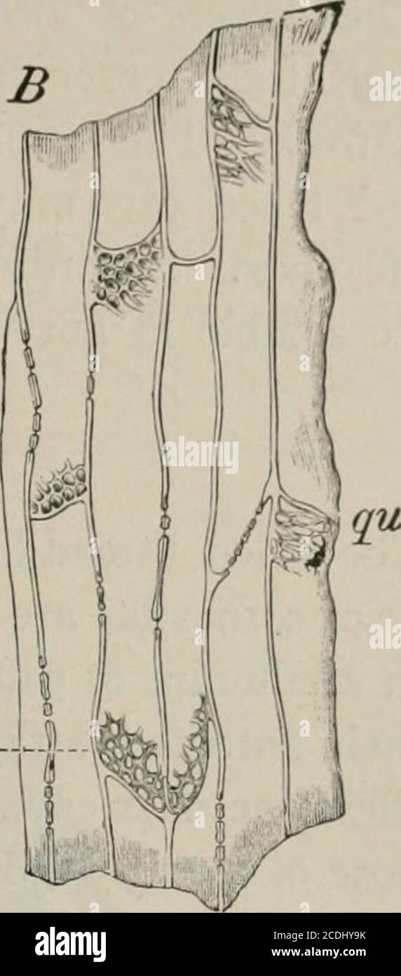 . The microscopy of vegetable foods, with special reference to the ...