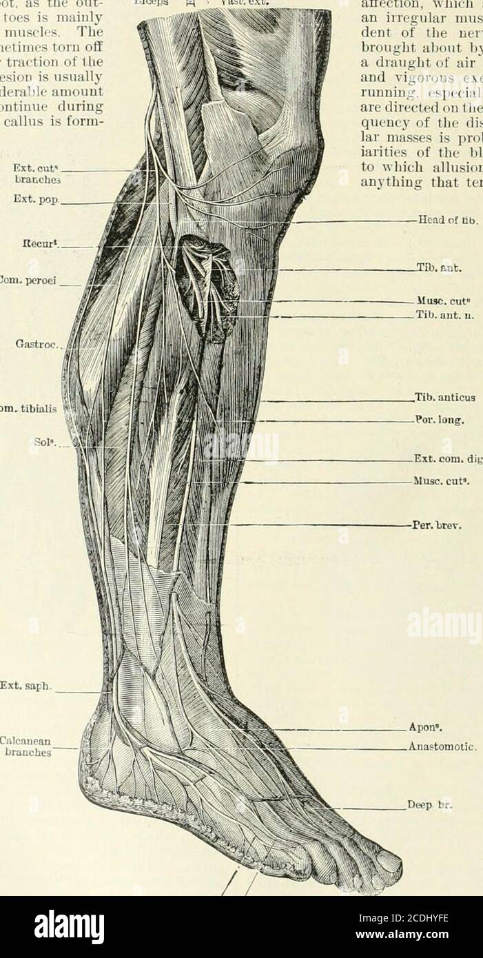 Peroneal muscles hi-res stock photography and images - Alamy