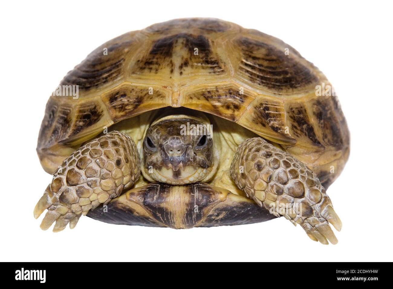 Turtle Cut Out Stock Images & Pictures - Alamy