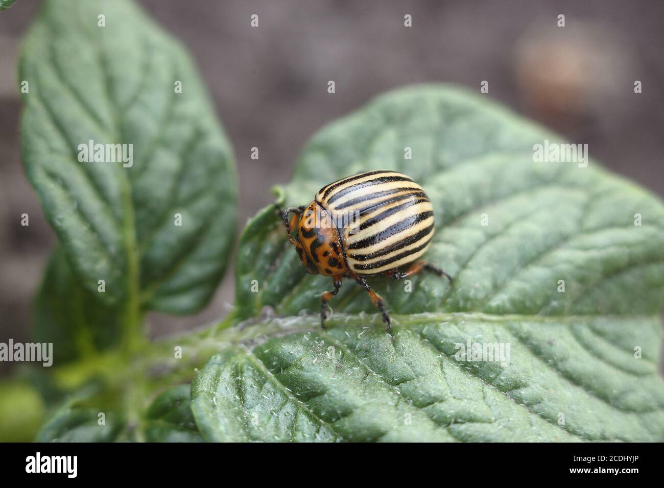 Colorado potato beetle Stock Photo - Alamy
