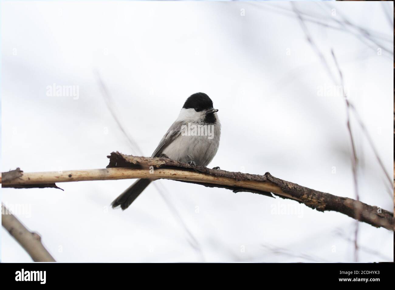 Willow Tit (Parus montanus Stock Photo - Alamy
