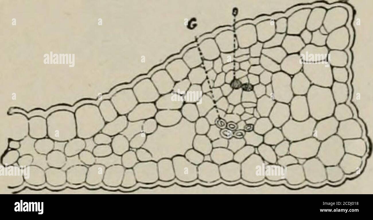 . The microscopy of vegetable foods, with special reference to the ...