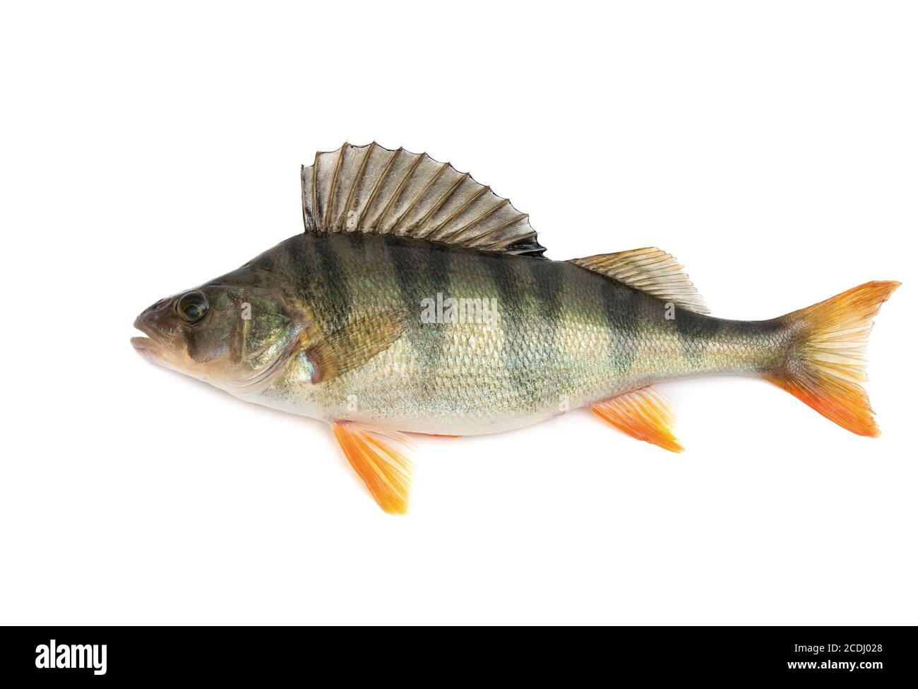 One perch hi-res stock photography and images - Alamy