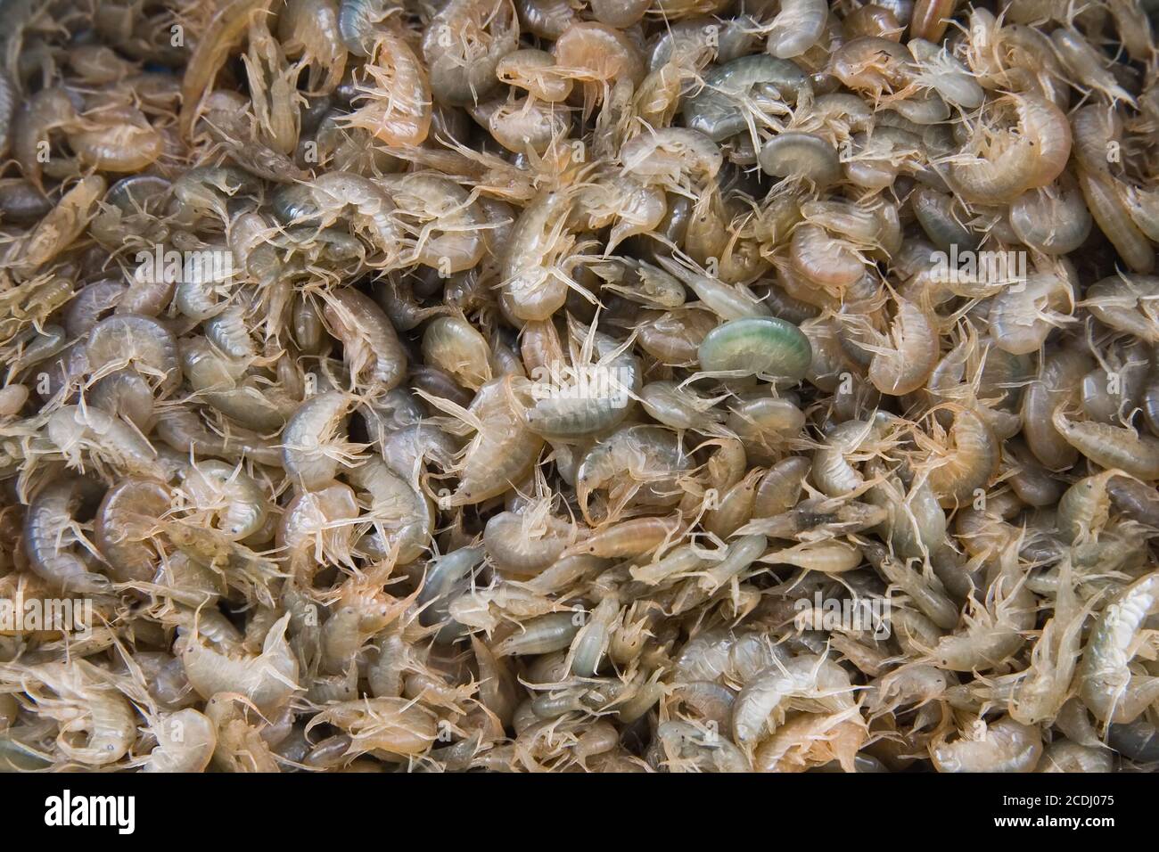 Gammarus hi-res stock photography and images - Alamy