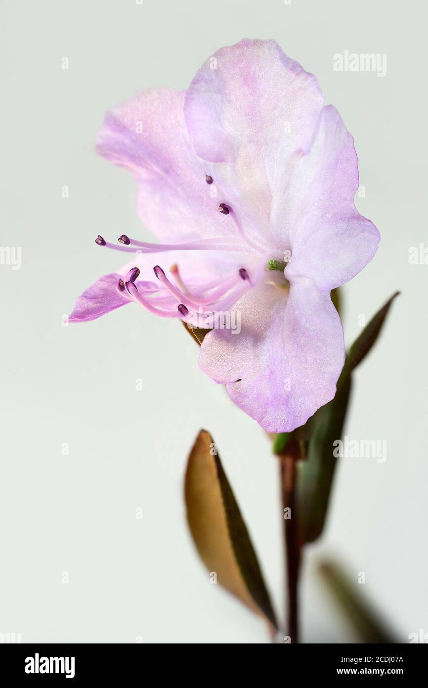 Flower labrador tea Stock Photo - Alamy