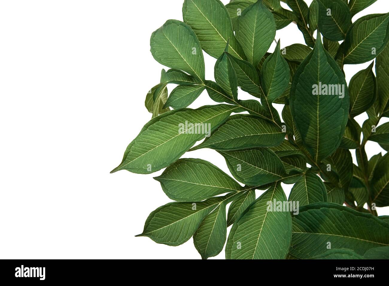 Lush green leaves plant hi-res stock photography and images - Alamy