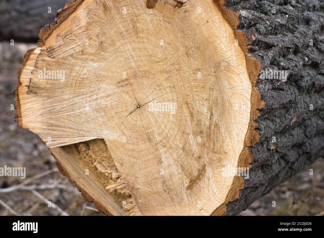 Wood sawn hi-res stock photography and images - Alamy