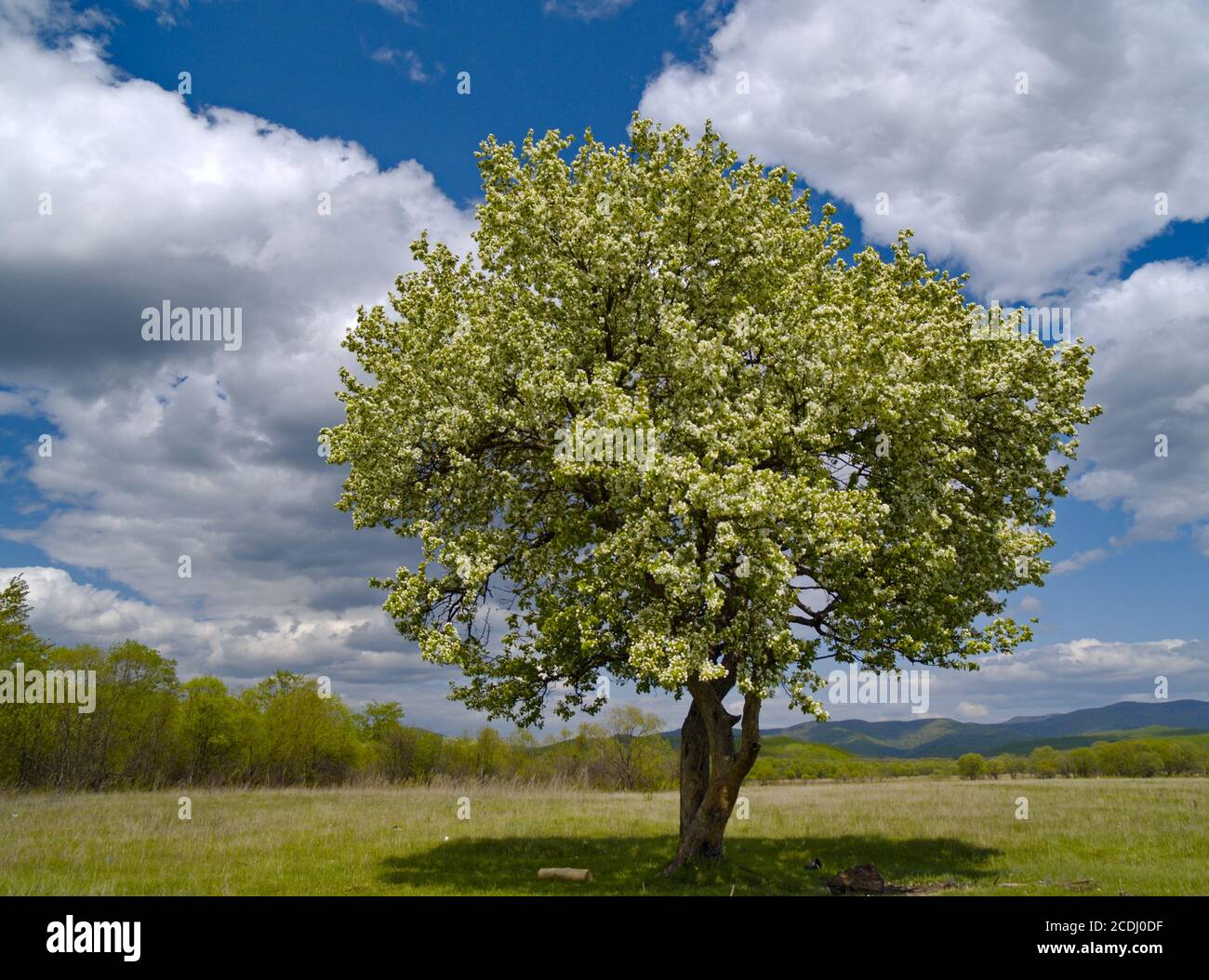 The Solitary flowering tree and cloudy sky Stock Photo - Alamy