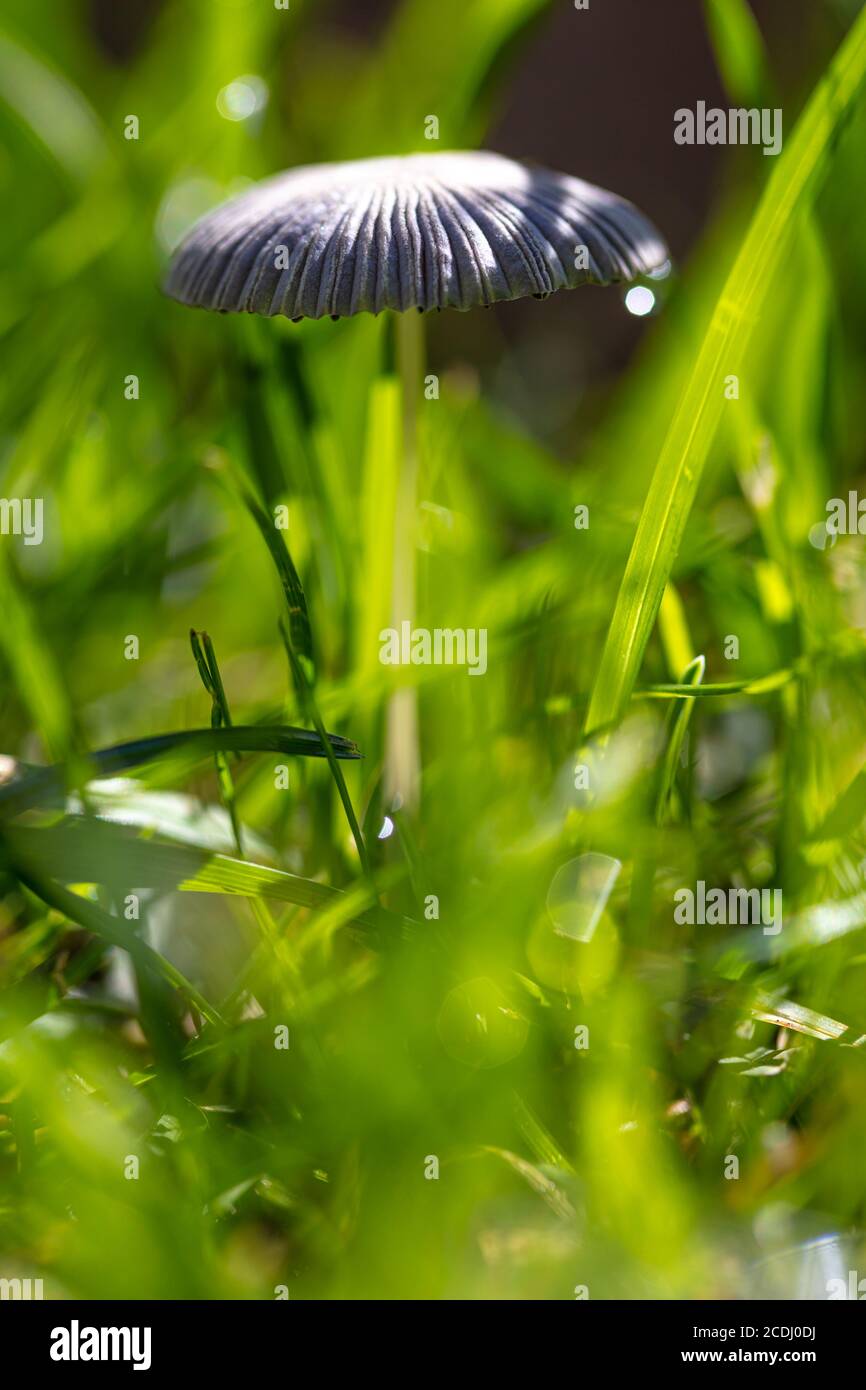 Gray, small mushroom, parasite in green grass, close-up, side view ...