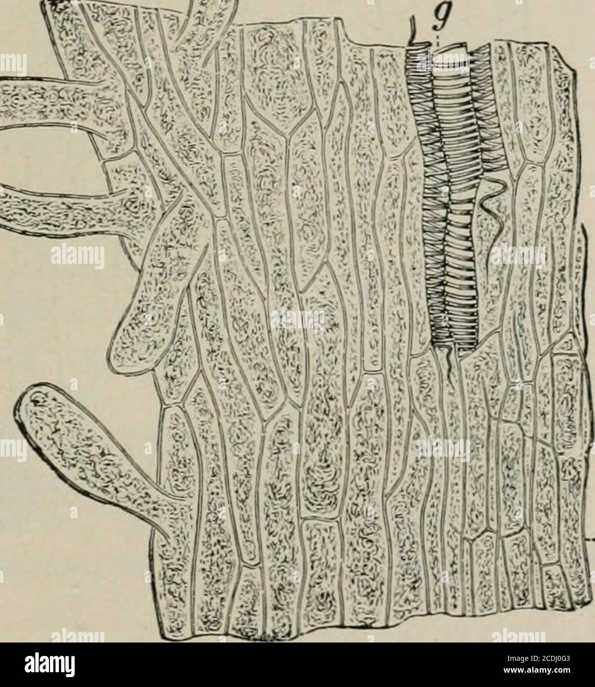 . The microscopy of vegetable foods, with special reference to the ...