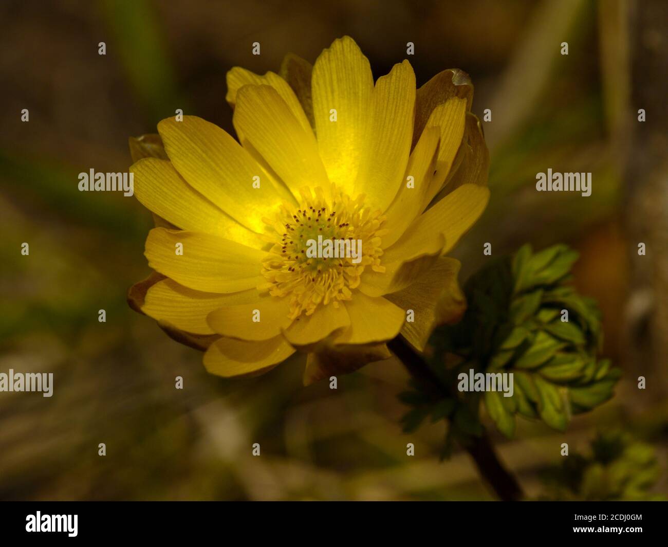 The Spring flower Adonis amurensis Stock Photo - Alamy