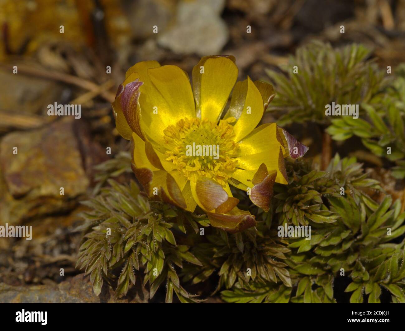 The Spring flower Adonis amurensis Stock Photo - Alamy
