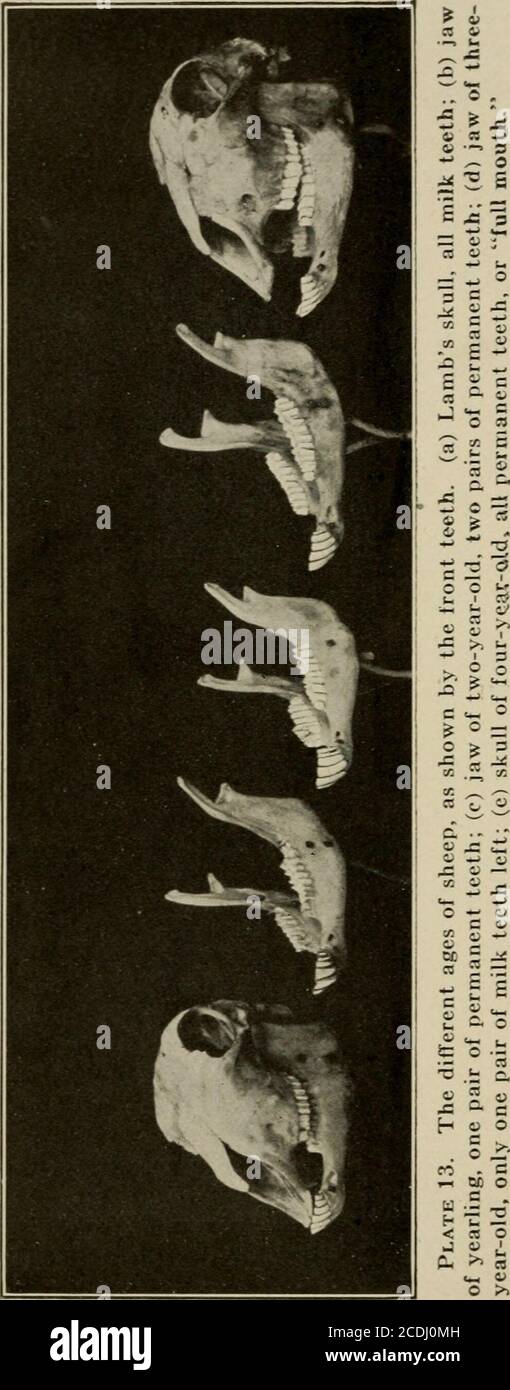 . Sheep management, breeds and judging for schools; a textbook for the ...