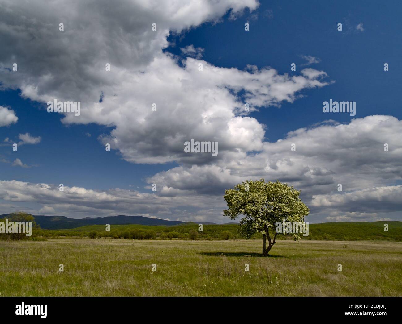 Tree with clouds hi-res stock photography and images - Alamy