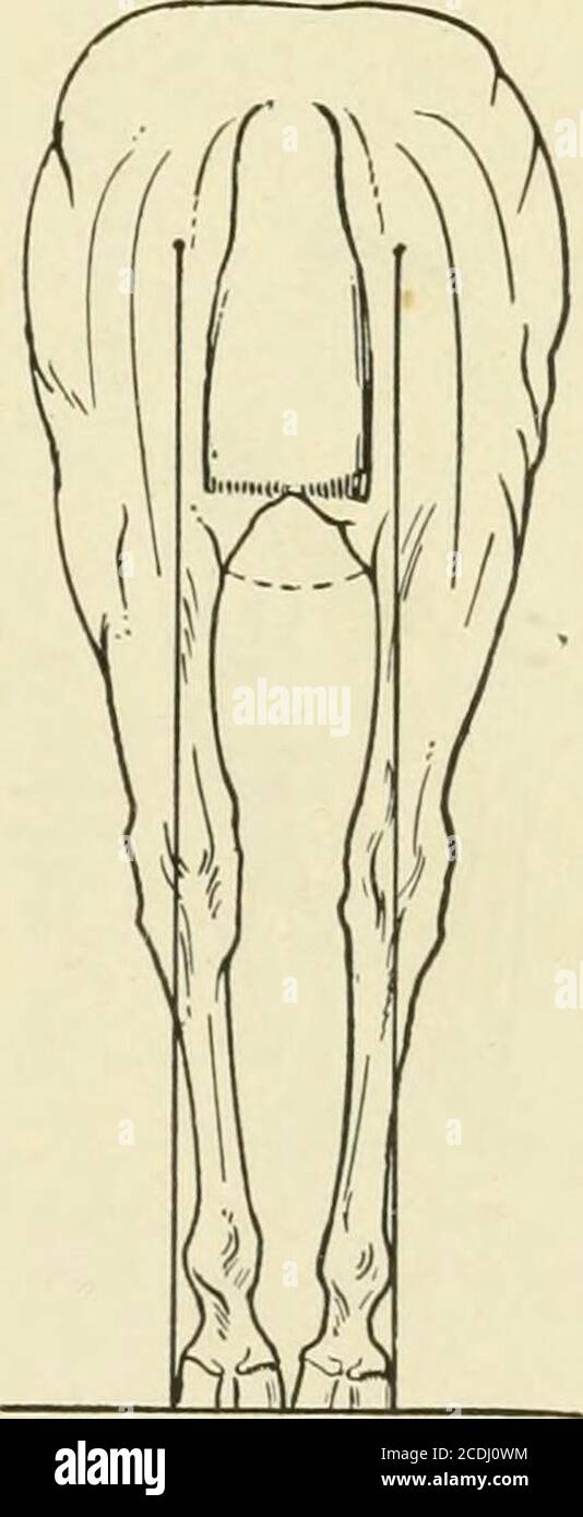 . A text-book of horseshoeing, for horseshoers and veterinarians ...