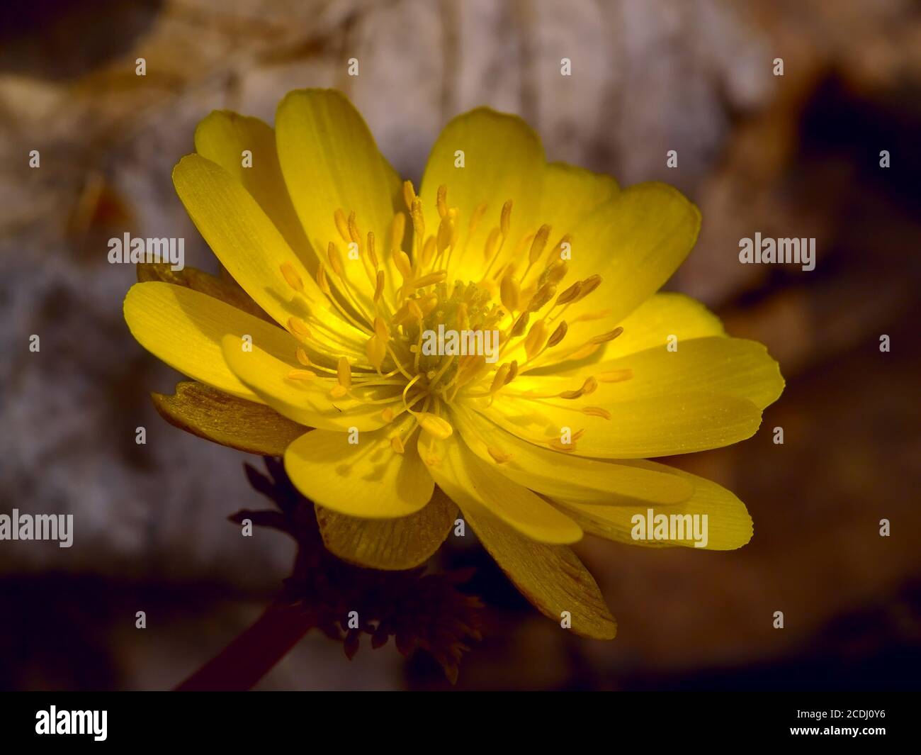 The Spring flower Adonis amurensis Stock Photo - Alamy
