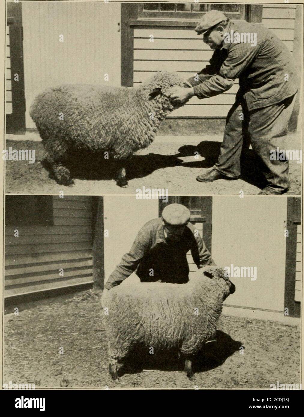 . Sheep management, breeds and judging for schools; a textbook for the ...