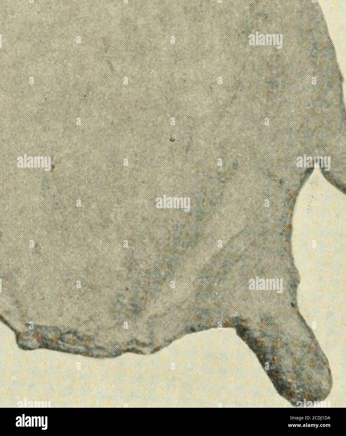 . Veterinary post-mortem technic . Fig. 132.—The udder divided into its ...