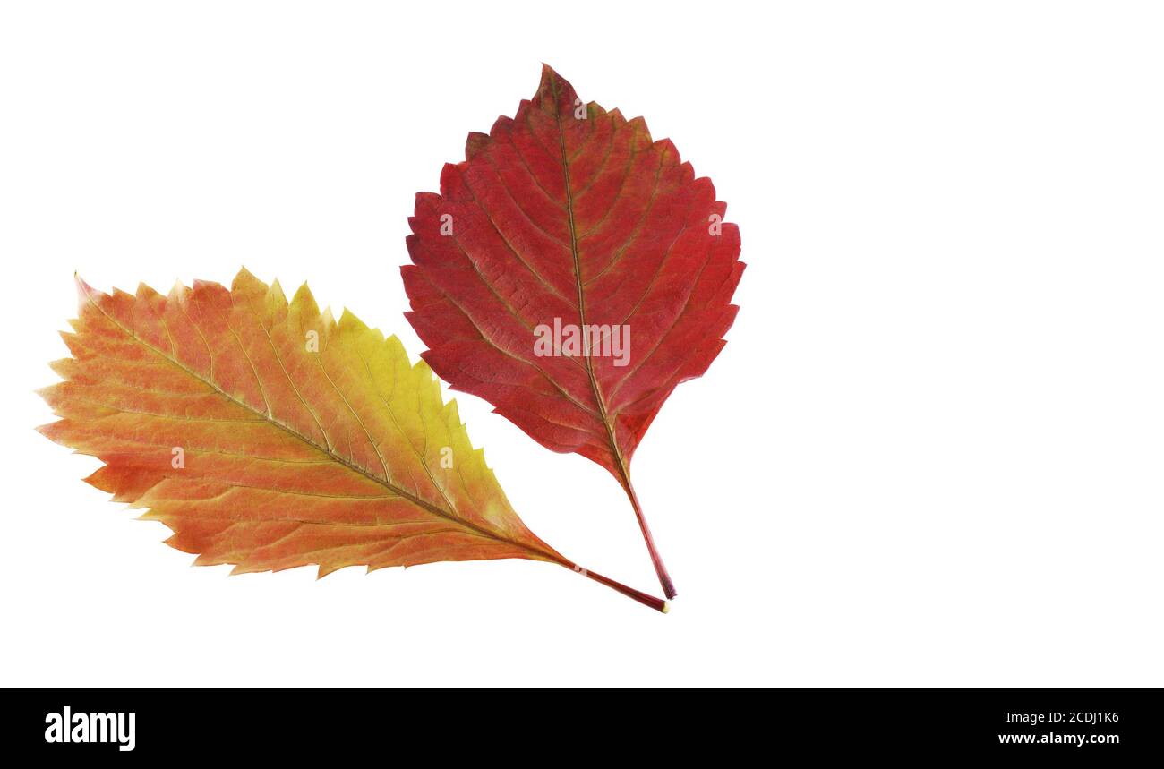 Garden path autumn Cut Out Stock Images & Pictures - Alamy