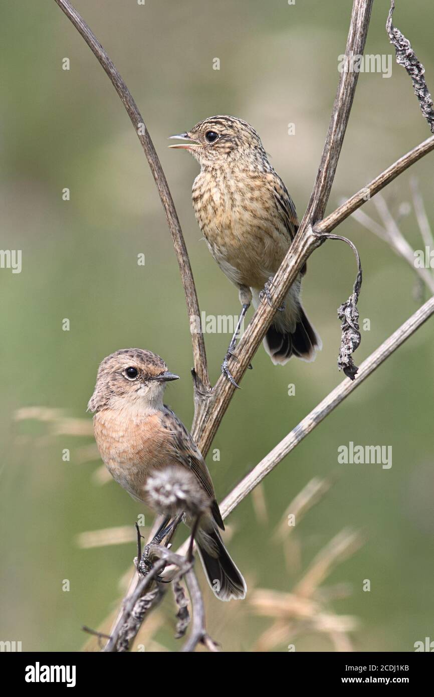 Young whinchat hi-res stock photography and images - Alamy
