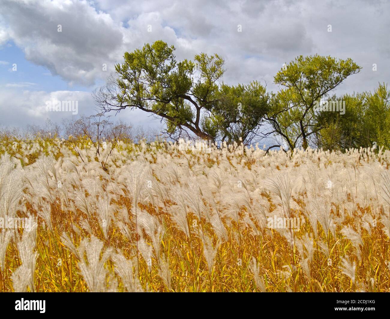 Gold cane hi-res stock photography and images - Alamy