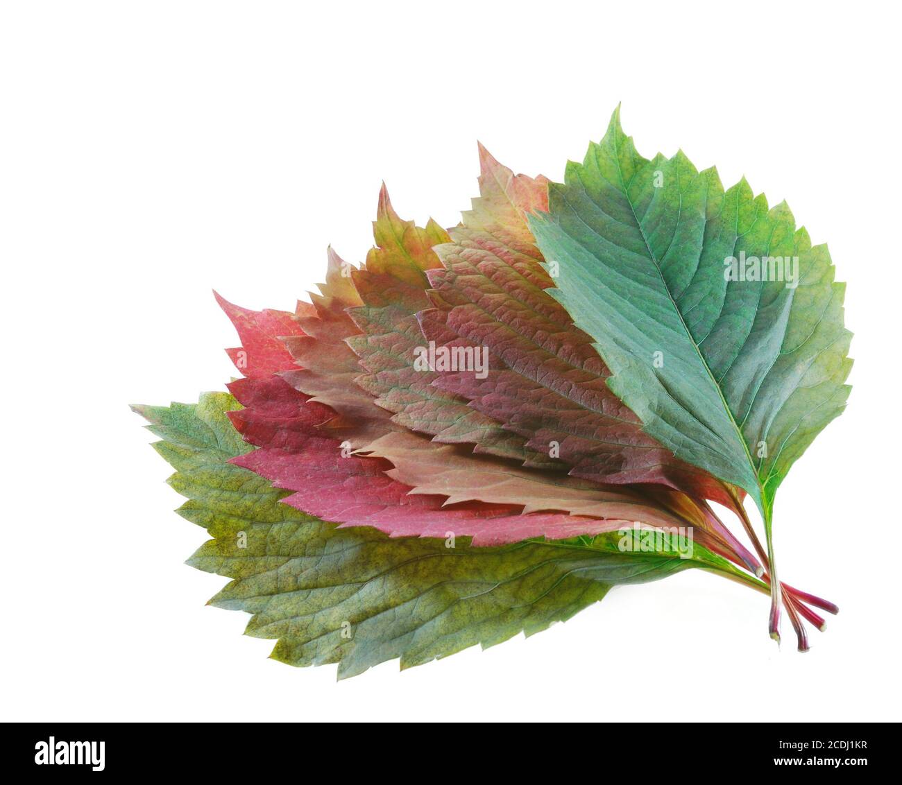 Set of leaf hi-res stock photography and images - Alamy