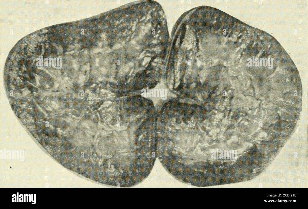 . Veterinary post-mortem technic . FiG. 129.—Correct position of hands ...
