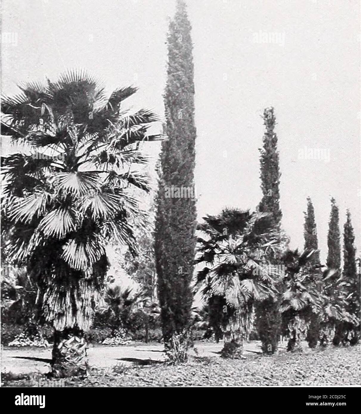 . Armstrong Nurseries . COCOS AUSTRALISA Rare and Beautiful Palm; Hardy ...