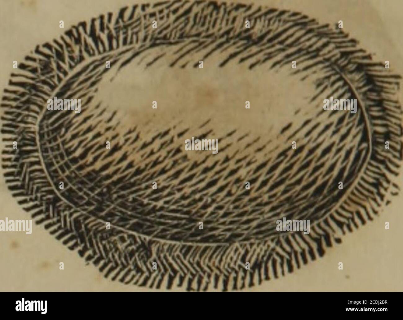 . Elementary exercises for the deaf and dumb . USELESS INSECTS Stock ...