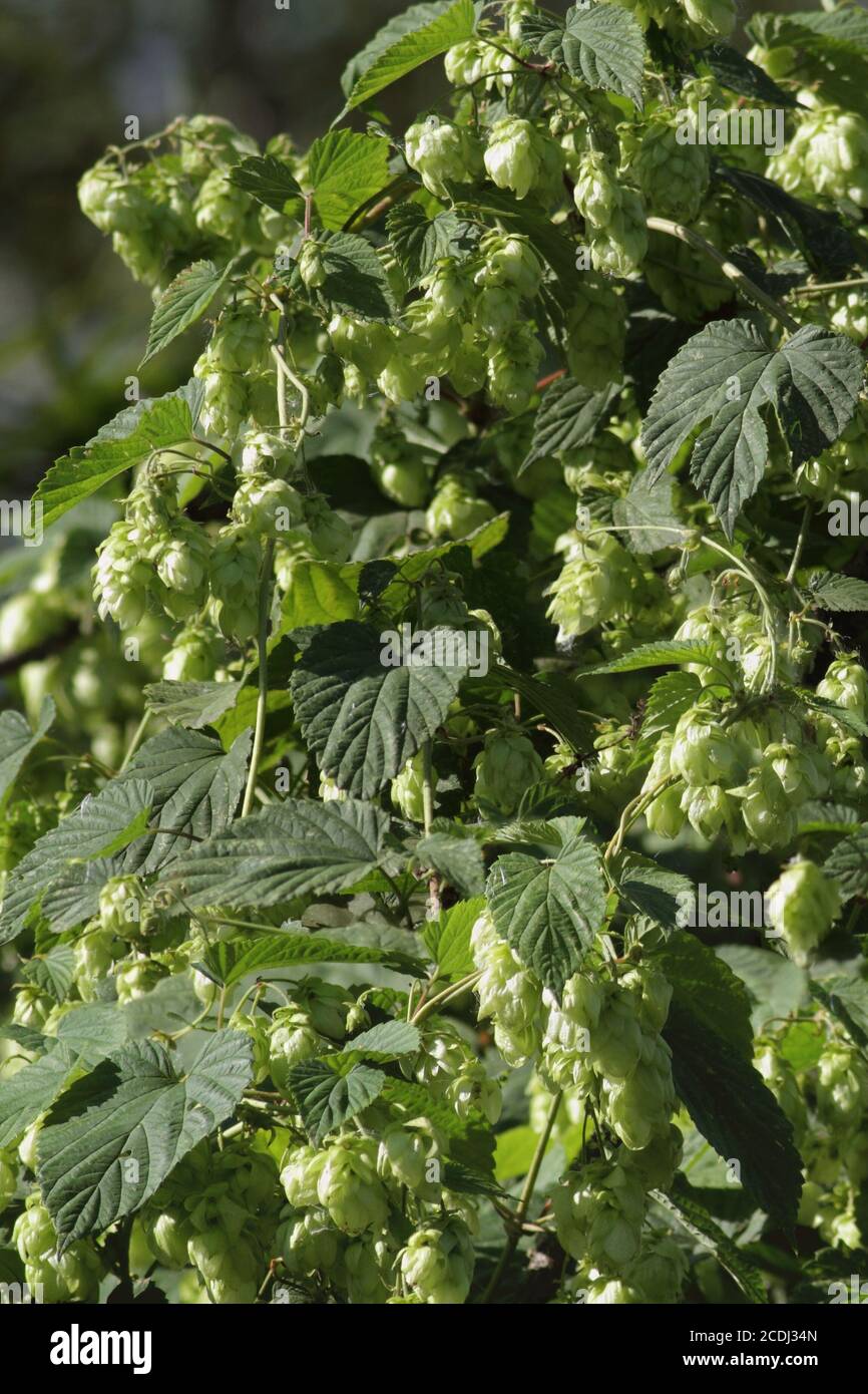 Wild hop leaves hi-res stock photography and images - Alamy
