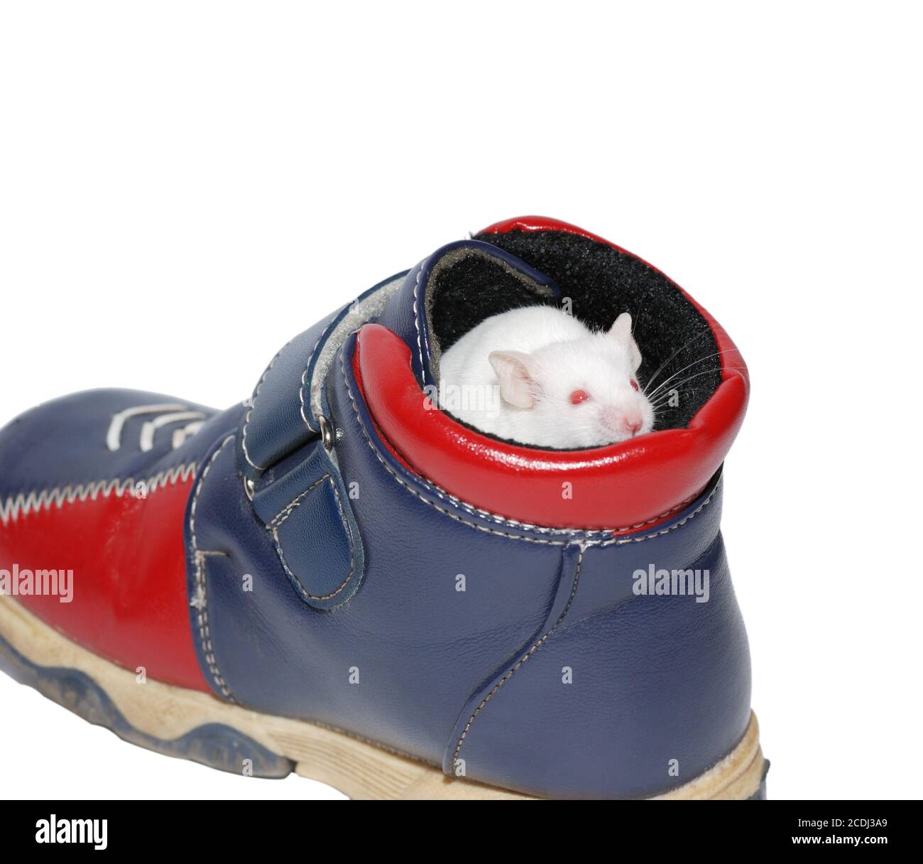 white mouse in boot Stock Photo - Alamy
