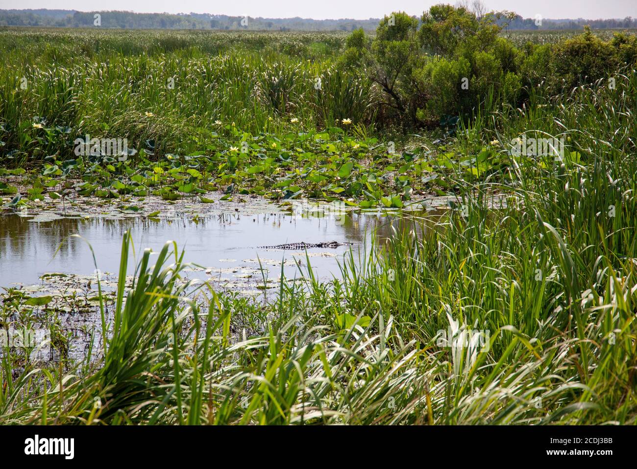 Okefenokee swamp national wildlife refuge hi-res stock photography and ...