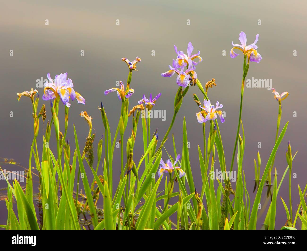 Pastel Wild Iris Stock Photo - Alamy