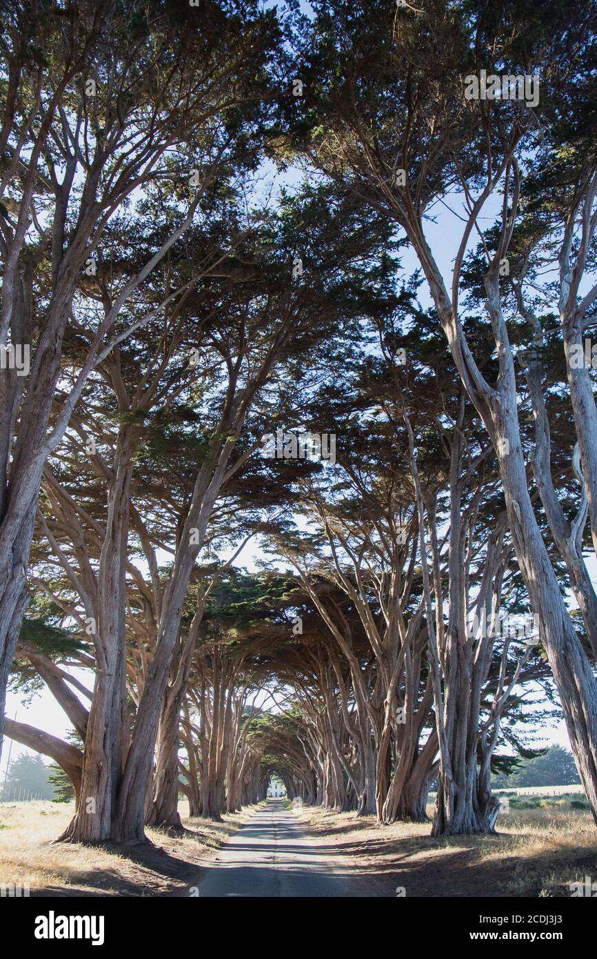 Point Reyes avenue of trees Stock Photo - Alamy