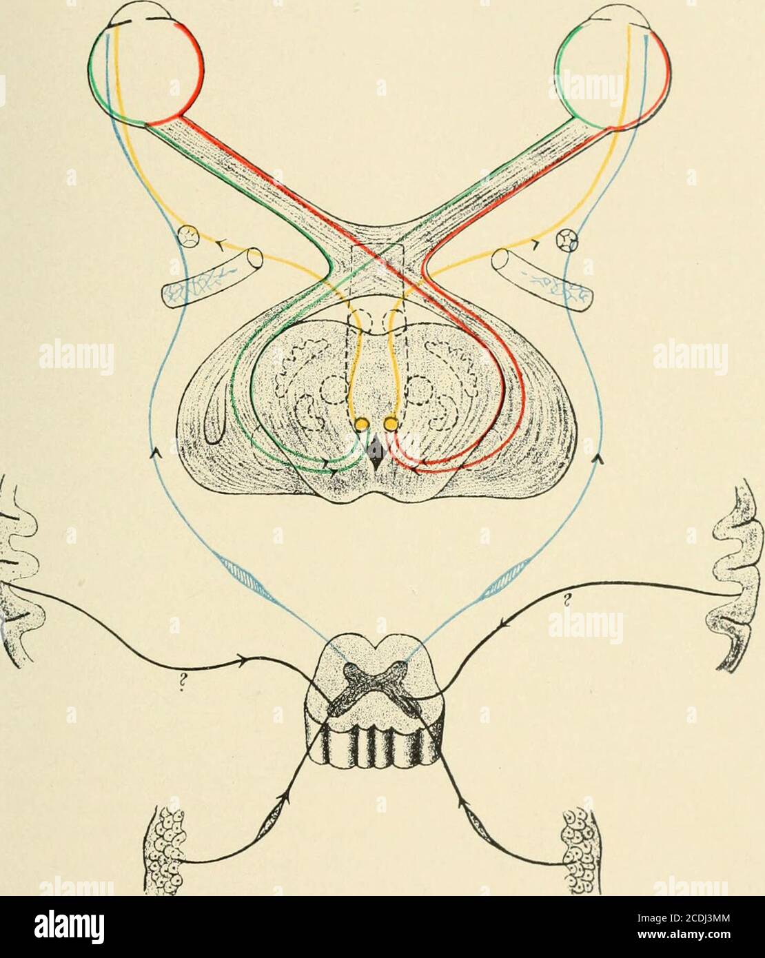 Pupillary Reflex Diagram