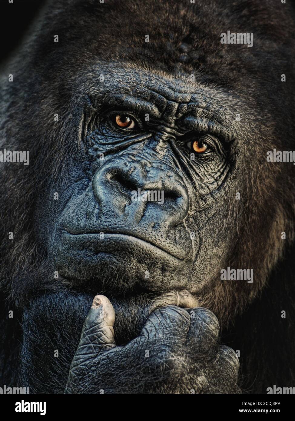 Animal thinking hi-res stock photography and images - Alamy