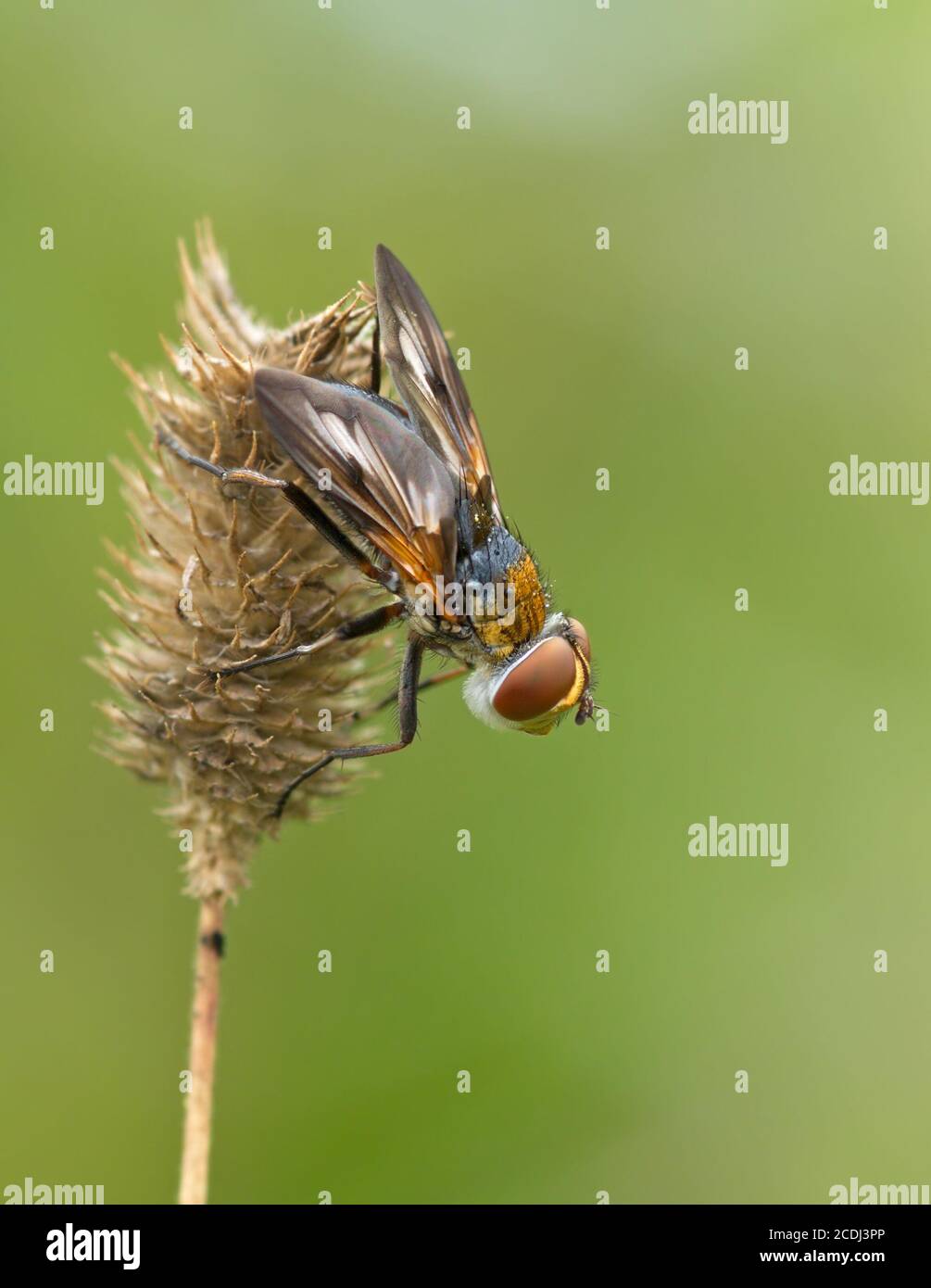 Very large fly hi-res stock photography and images - Alamy