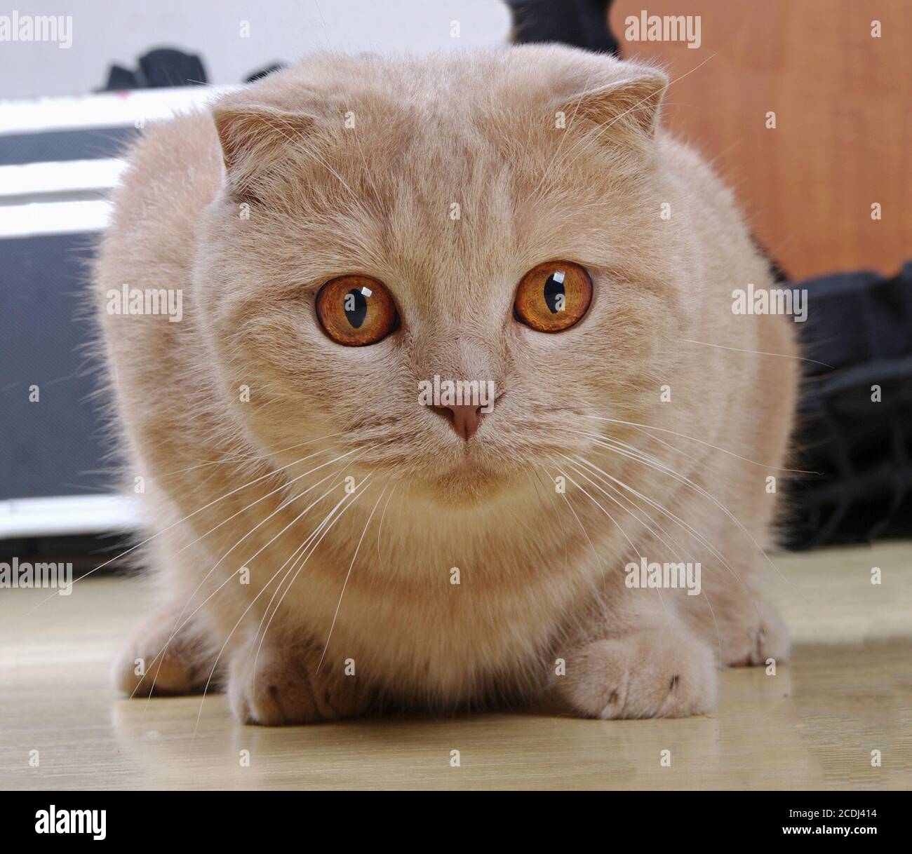 Red scottish fold Stock Photo - Alamy