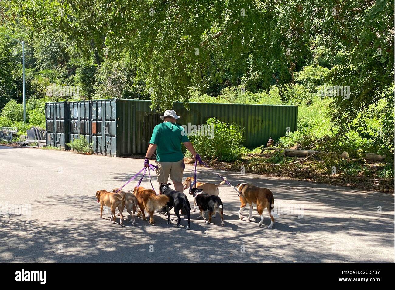 Professional dog walker handles seven dogs on a road in Prospect Park ...