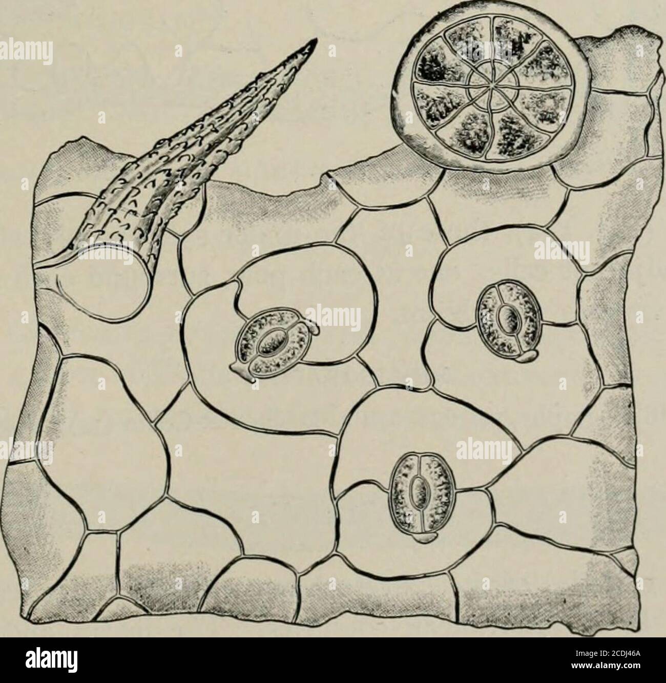 . The microscopy of vegetable foods, with special reference to the ...