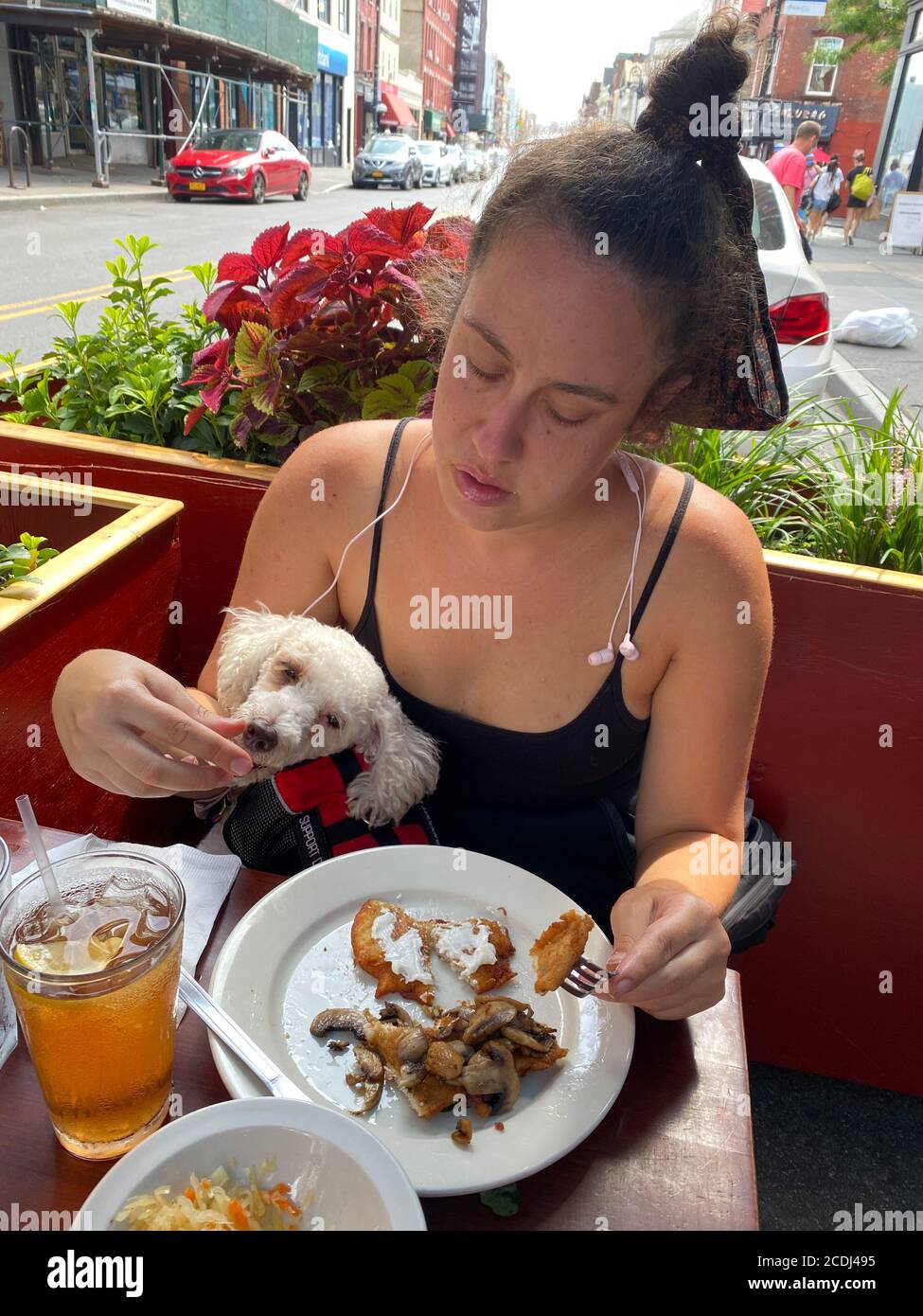 Can You Take A Service Dog In A Restaurant