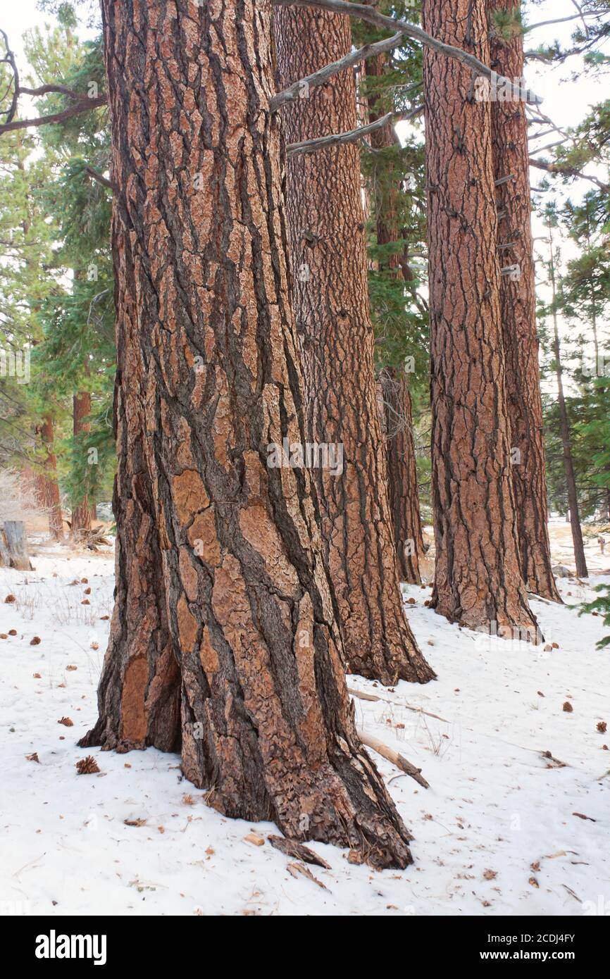 Stand of Pine Stock Photo - Alamy